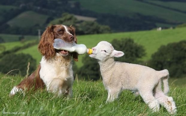 Komik-Hayvan-Resimleri-19 | preschool activity